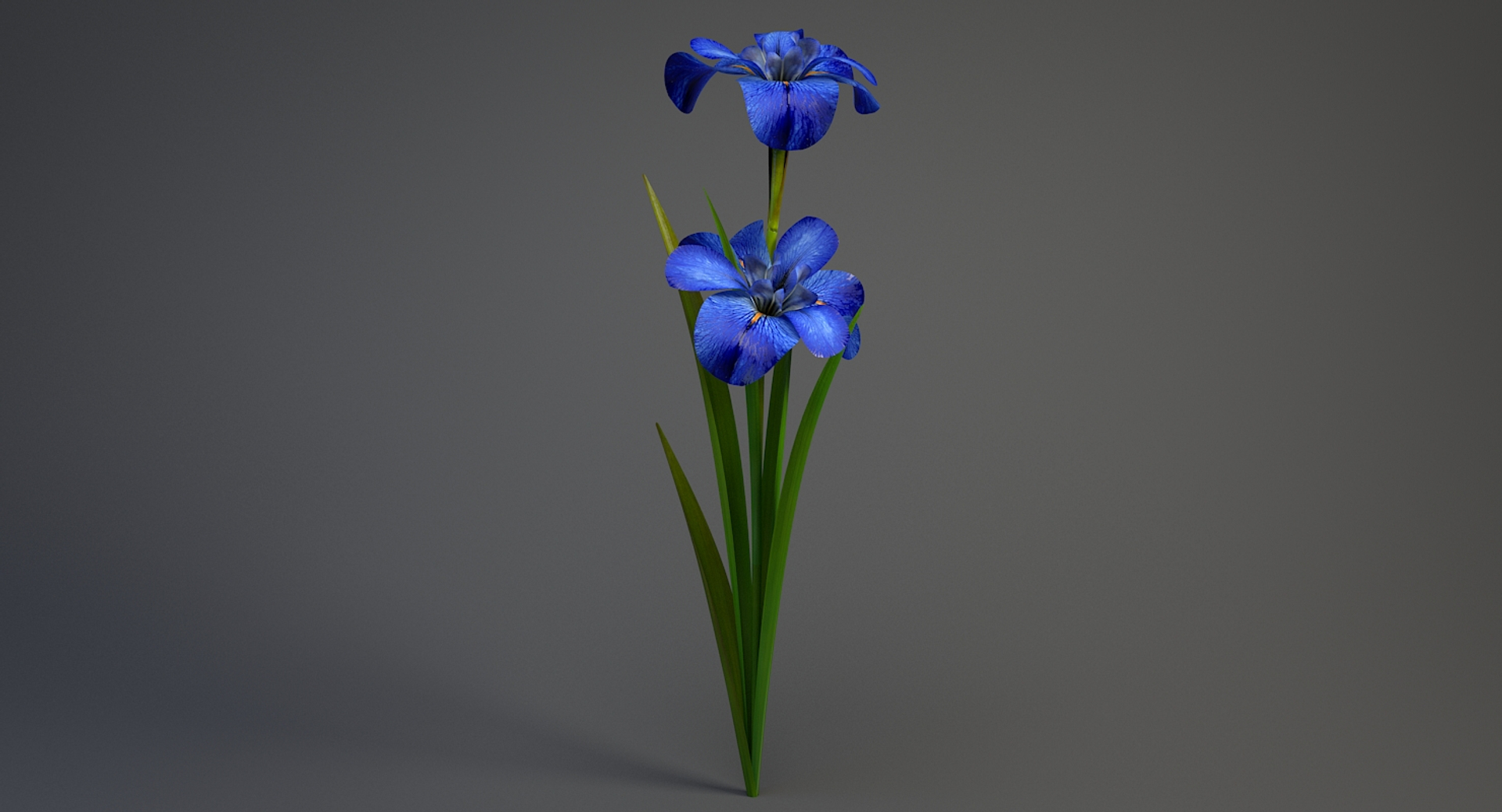 3D Realistic Irises Flower - TurboSquid 1253849