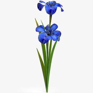 3D Iris-Flower Models | TurboSquid