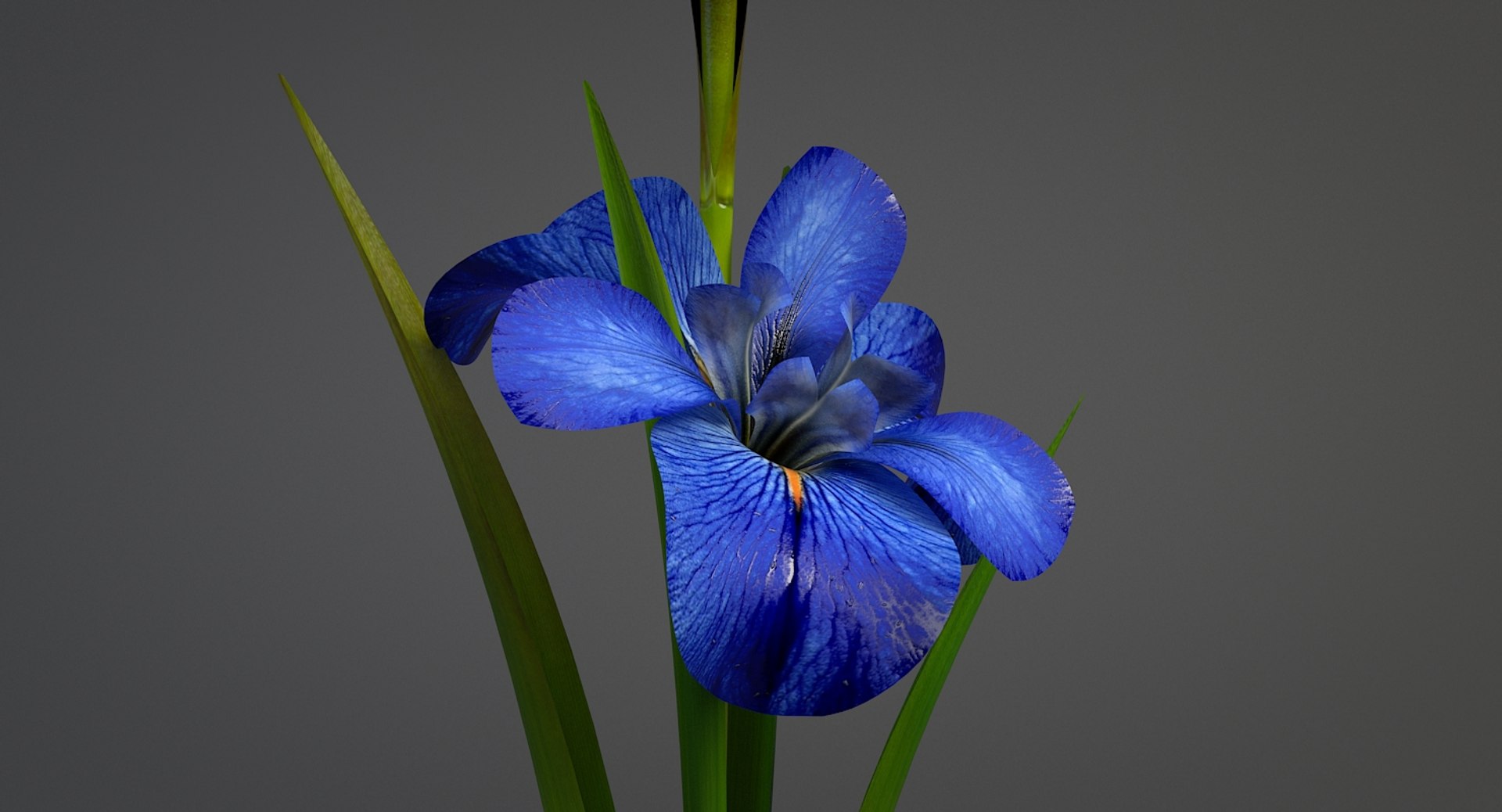 3D Realistic Irises Flower - TurboSquid 1253849