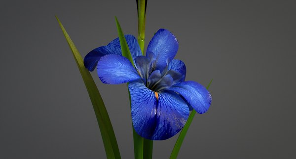 3D realistic irises flower - TurboSquid 1253849