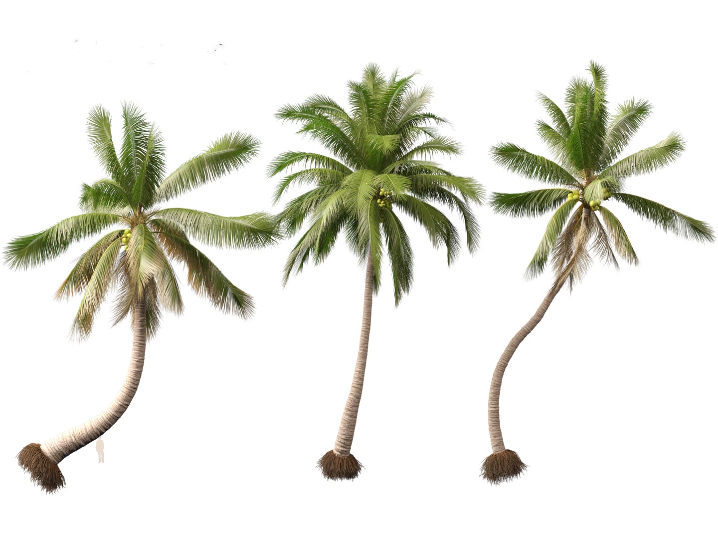 3D Cocos Nucifera - Coconut Tree 04 Model - TurboSquid 2149538