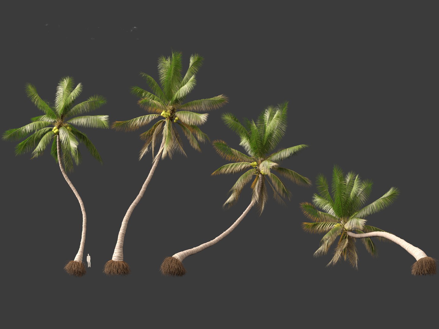 3D Cocos Nucifera - Coconut Tree 04 Model - TurboSquid 2149538