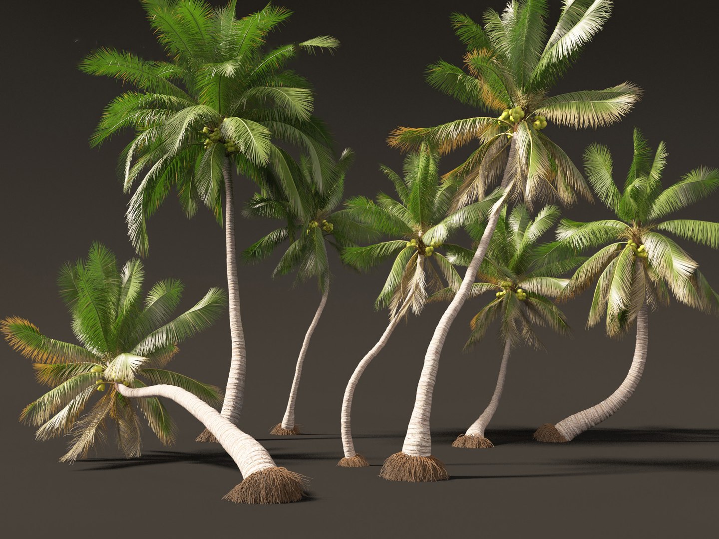 3D Cocos Nucifera - Coconut Tree 04 Model - TurboSquid 2149538