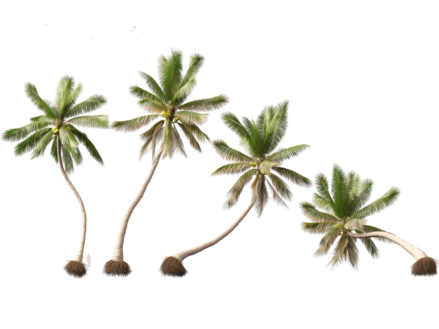 3D Cocos Nucifera - Coconut Tree 04 Model - TurboSquid 2149538