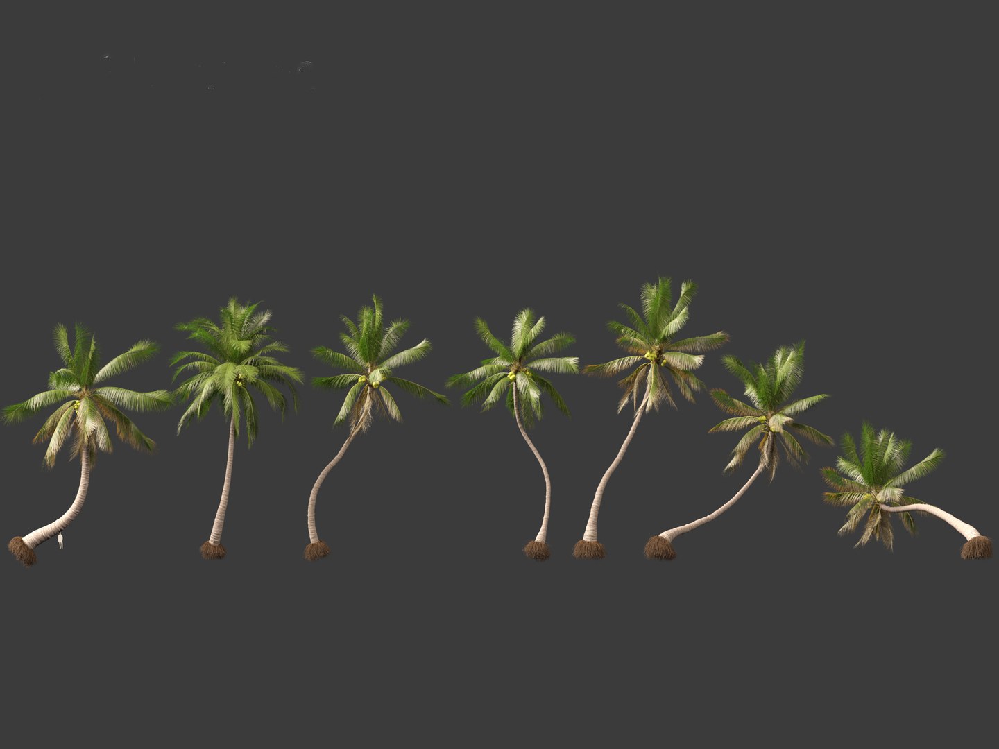 3D Cocos Nucifera - Coconut Tree 04 Model - TurboSquid 2149538