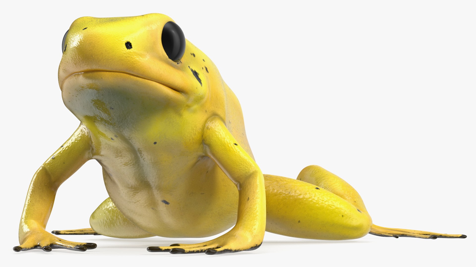 3D Golden Poison Arrow Frog Crawling Pose - TurboSquid 2189638