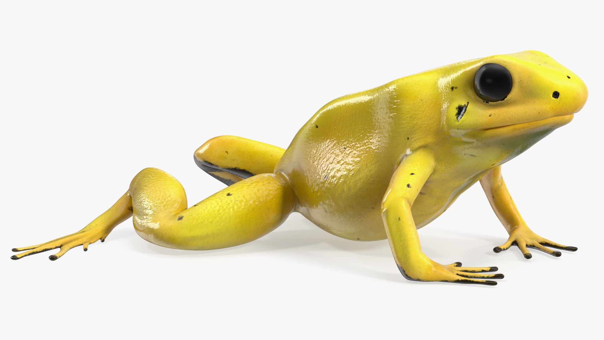 3D Golden Poison Arrow Frog Crawling Pose - TurboSquid 2189638