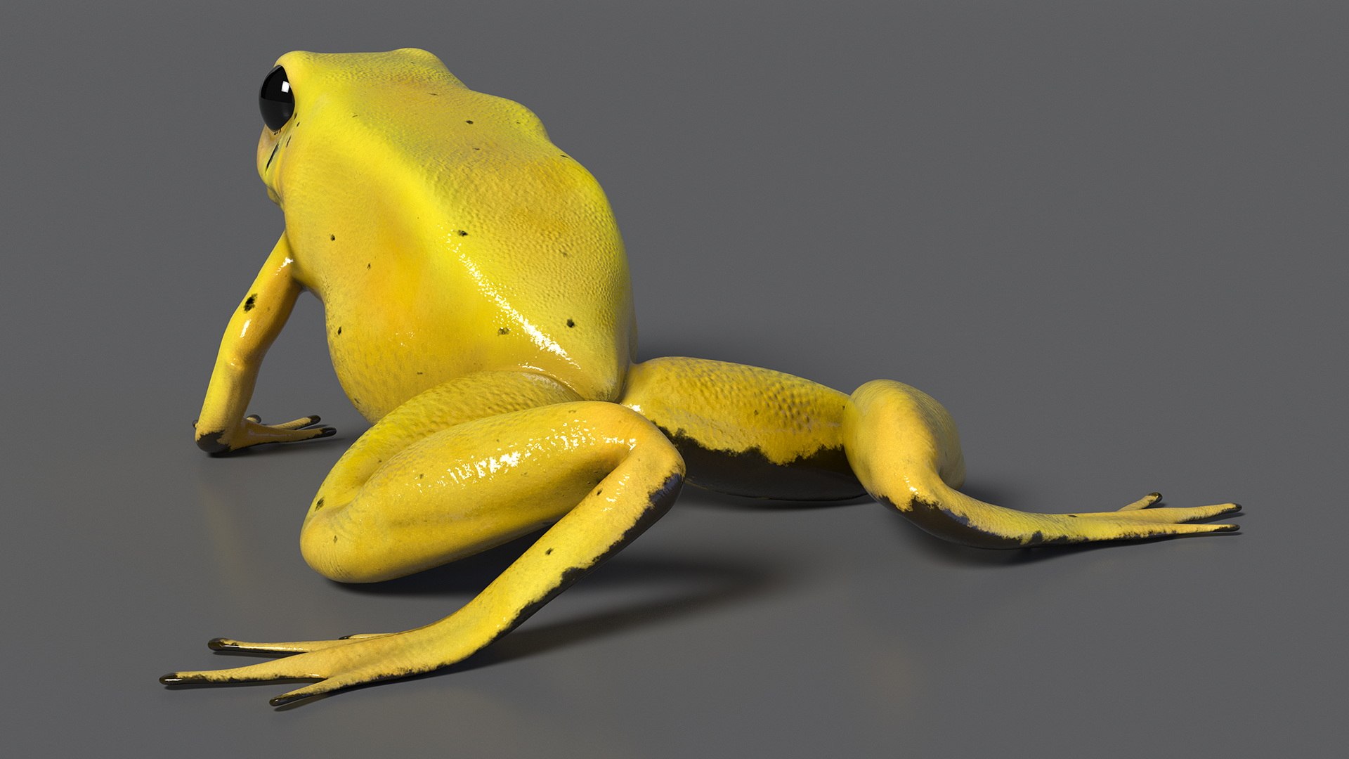 3D Golden Poison Arrow Frog Crawling Pose - TurboSquid 2189638