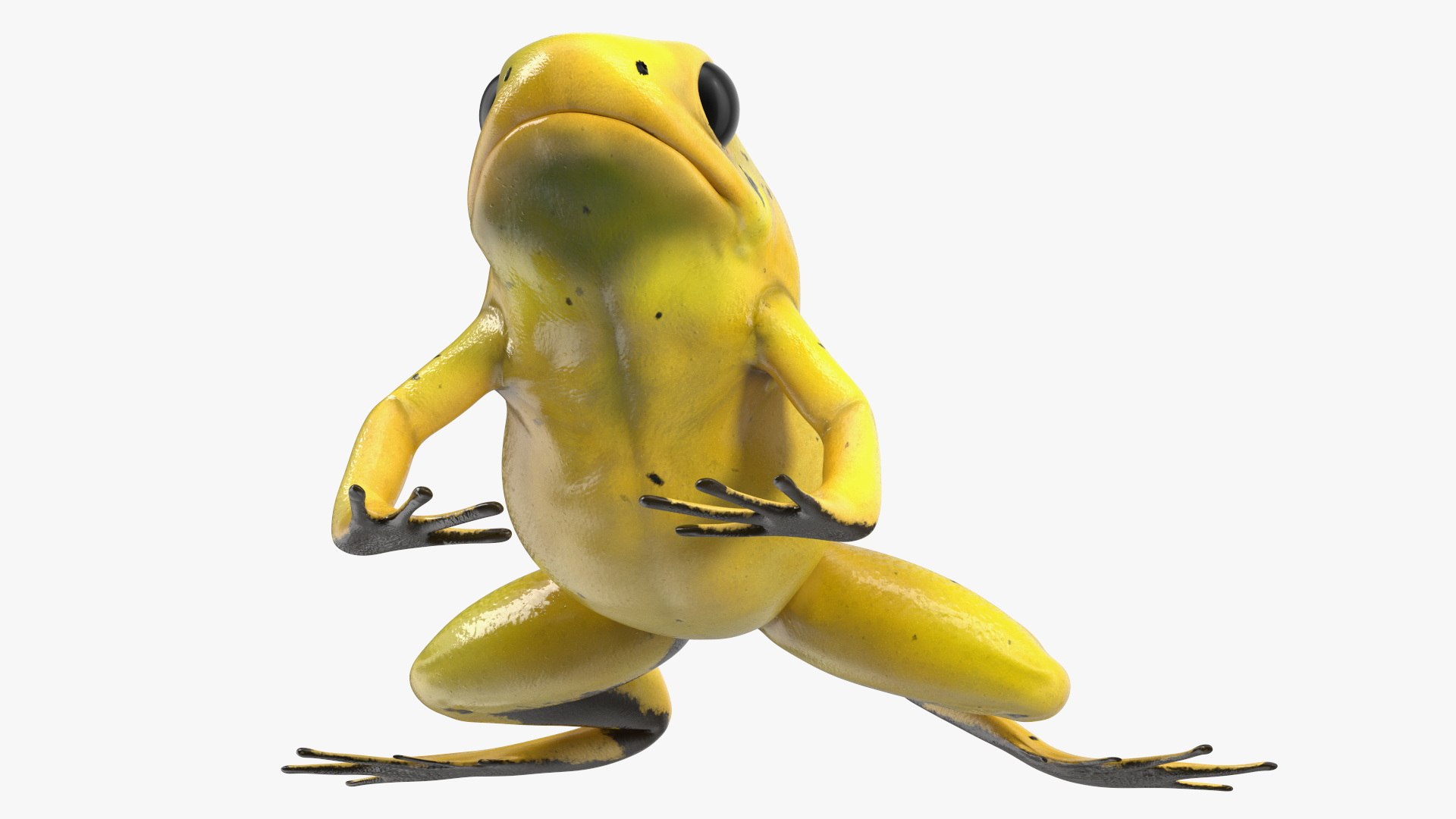3D Golden Poison Arrow Frog Crawling Pose - TurboSquid 2189638
