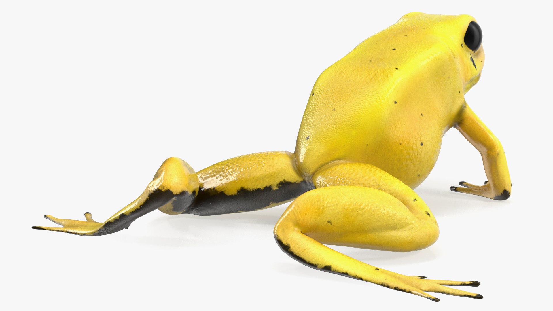 3D Golden Poison Arrow Frog Crawling Pose - TurboSquid 2189638