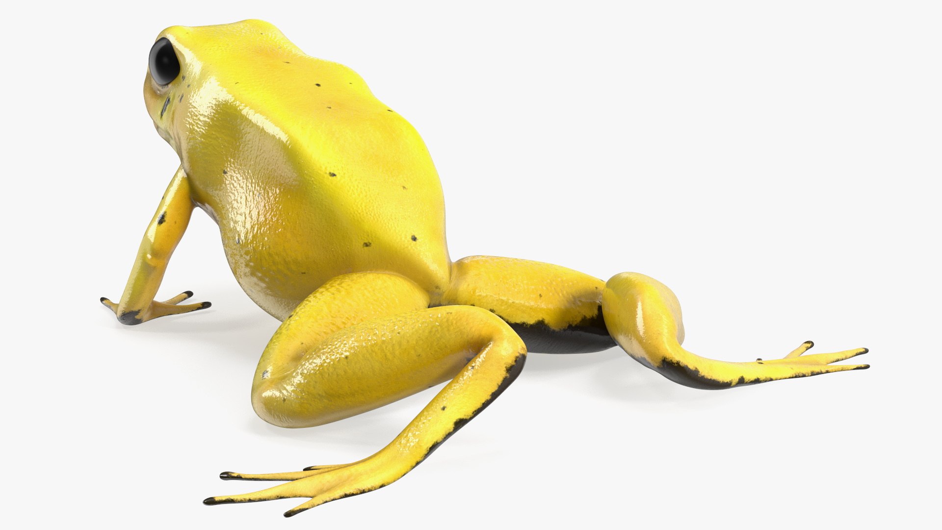 3D Golden Poison Arrow Frog Crawling Pose - TurboSquid 2189638