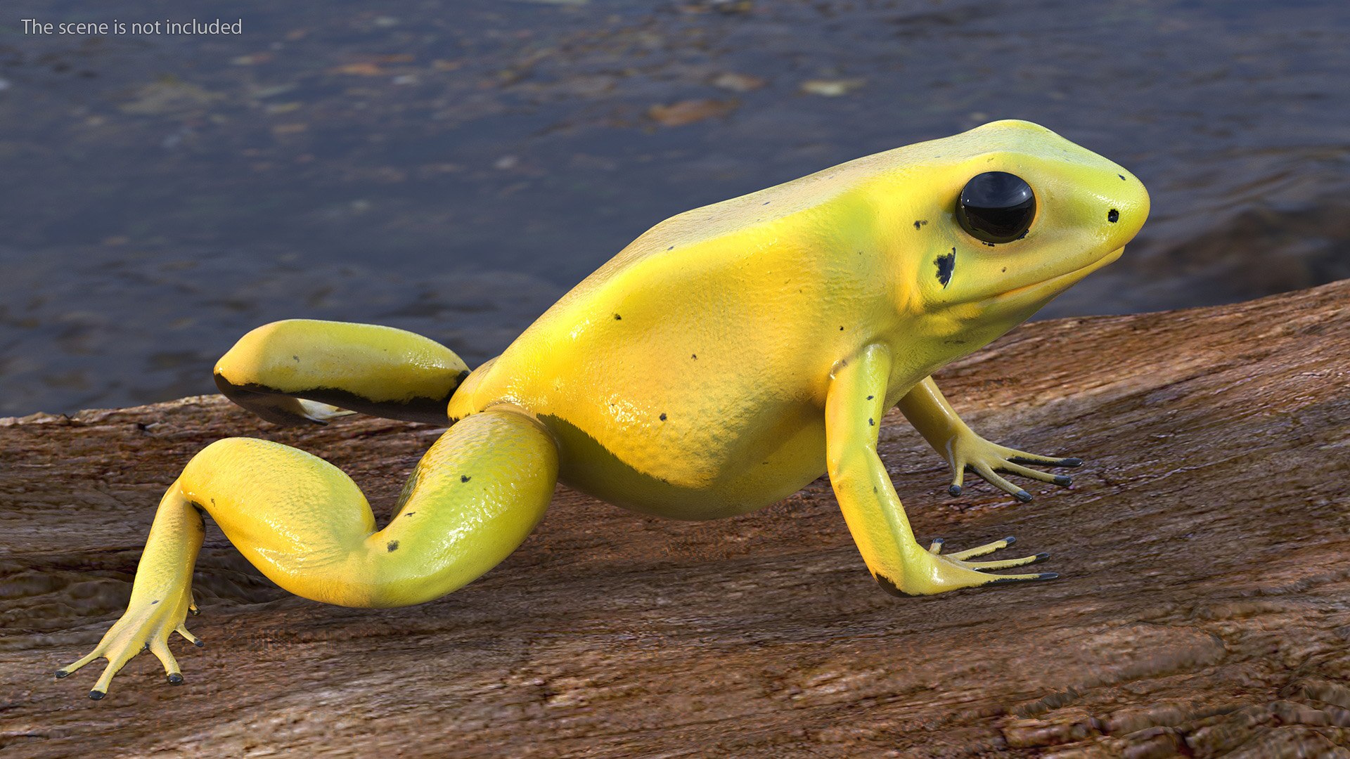 3D Golden Poison Arrow Frog Crawling Pose - TurboSquid 2189638