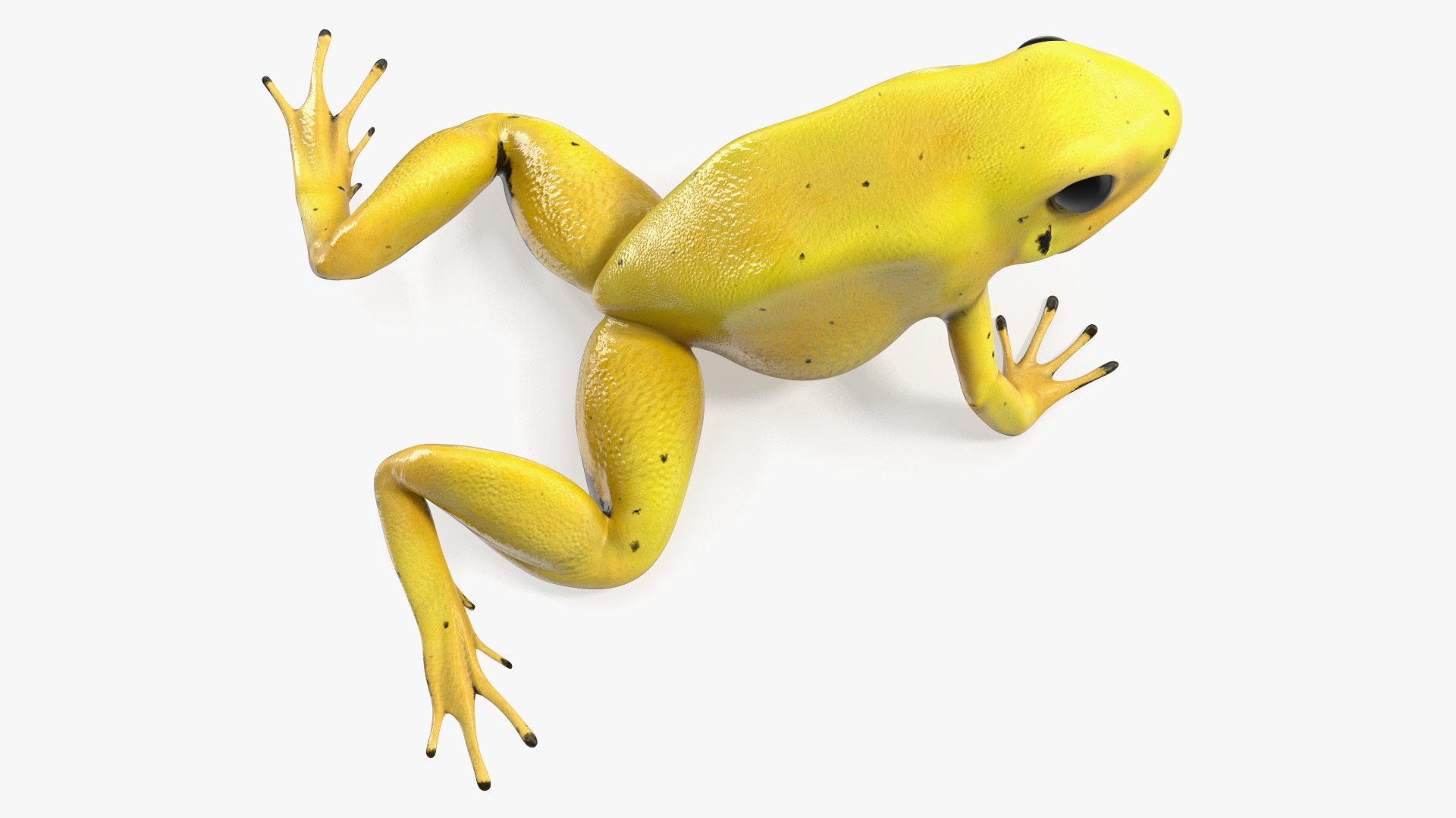 3D Golden Poison Arrow Frog Crawling Pose - TurboSquid 2189638