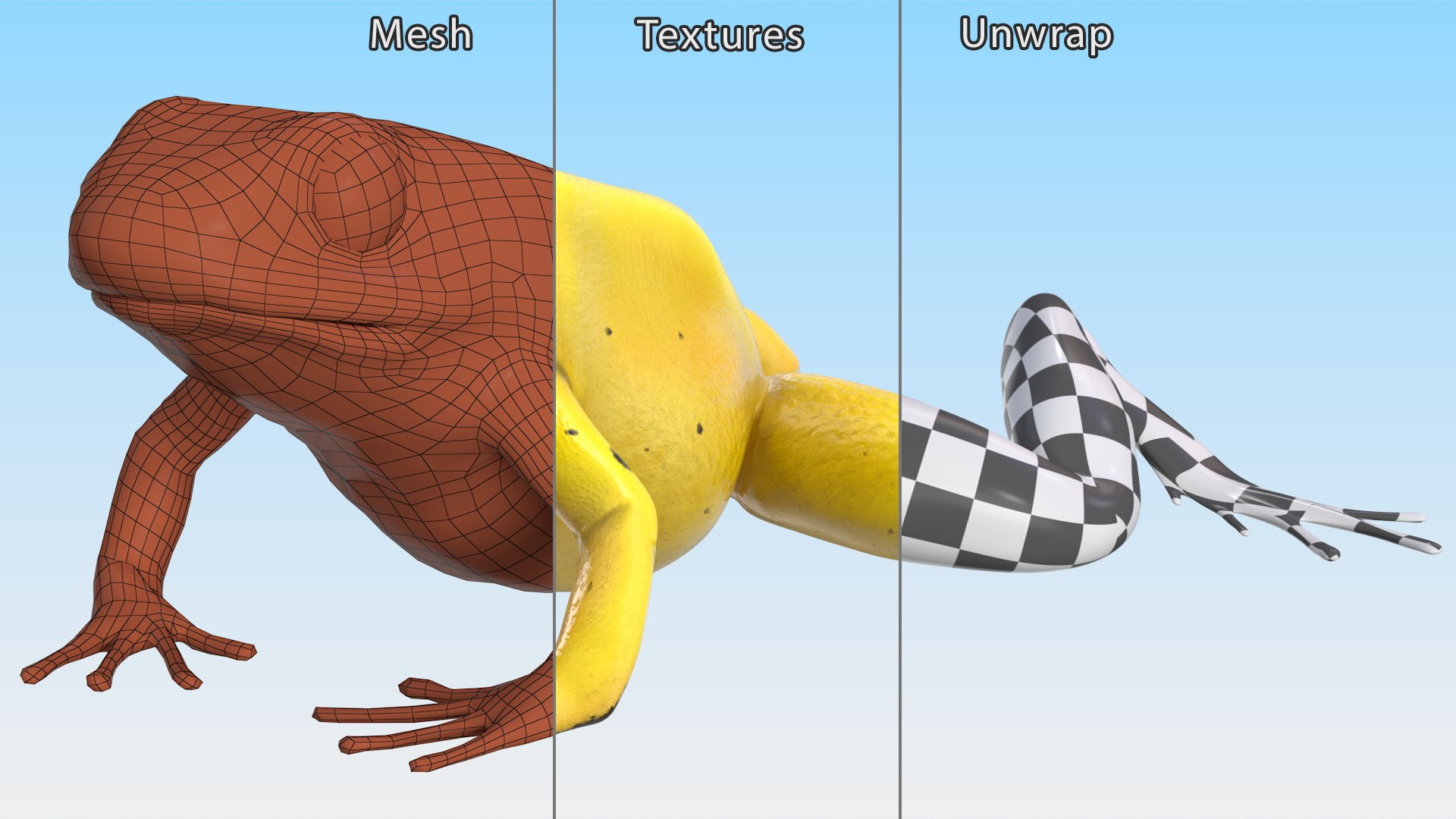 3D Golden Poison Arrow Frog Crawling Pose - TurboSquid 2189638