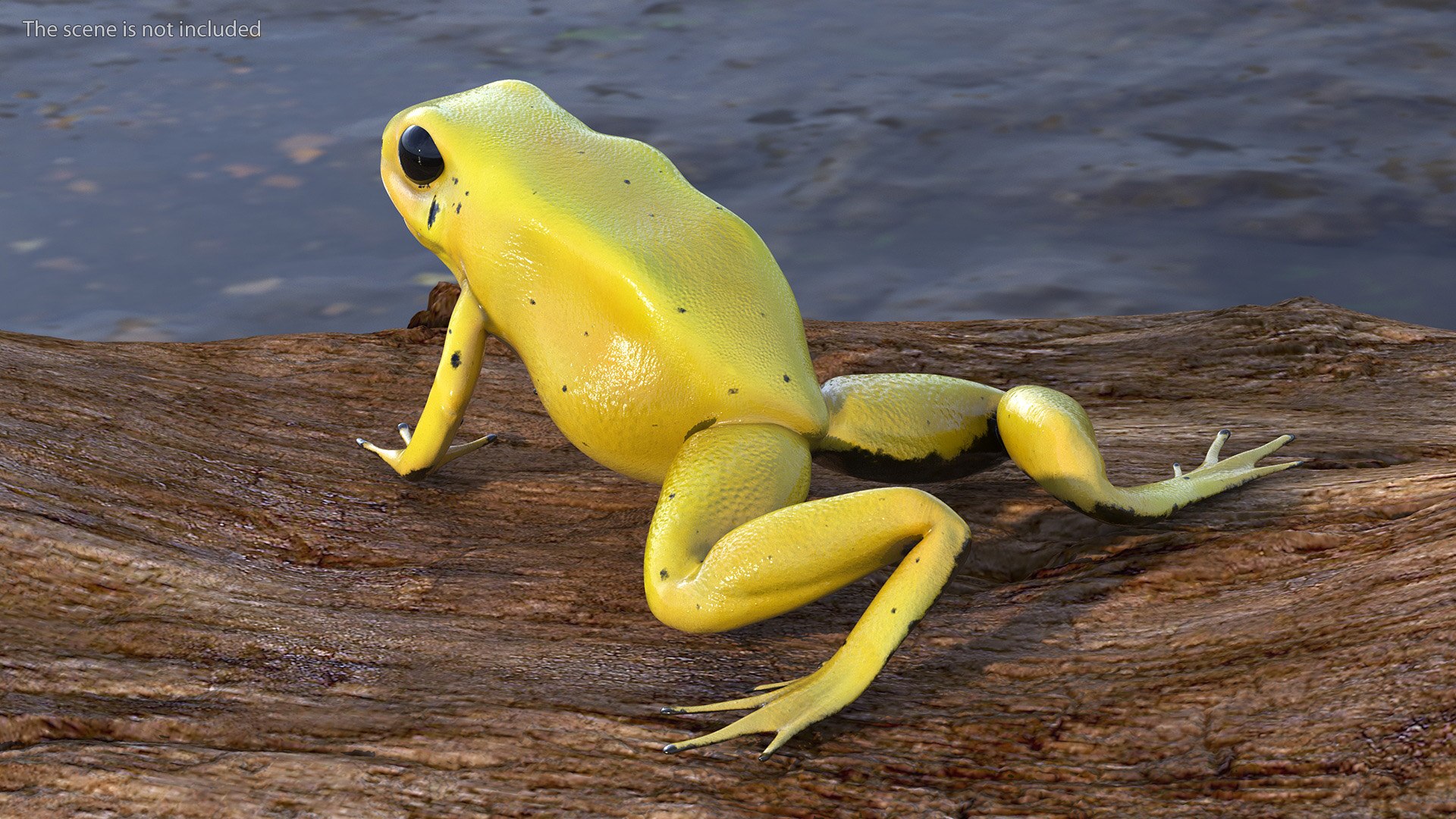 3D Golden Poison Arrow Frog Crawling Pose - TurboSquid 2189638