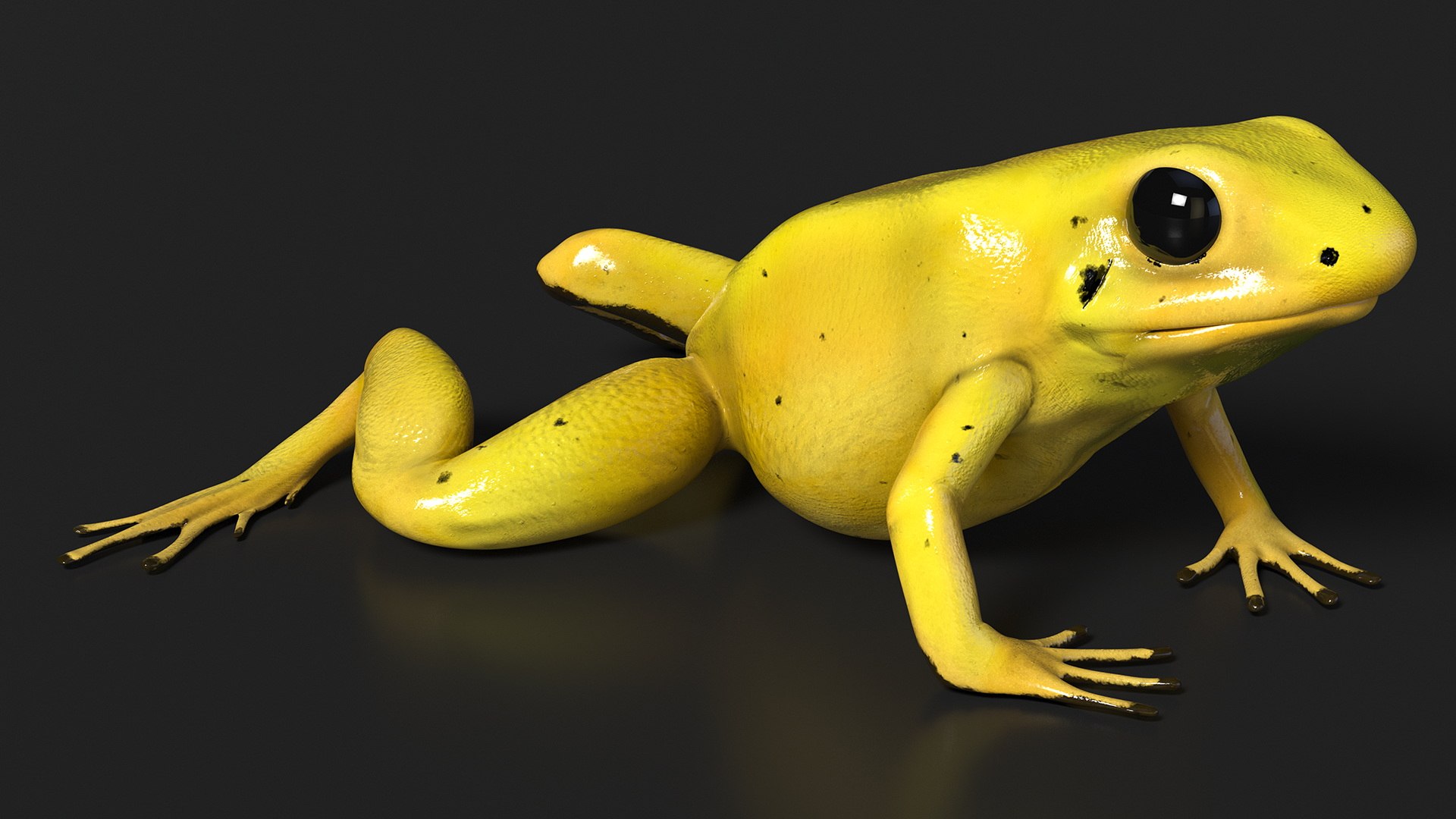 3D Golden Poison Arrow Frog Crawling Pose - TurboSquid 2189638