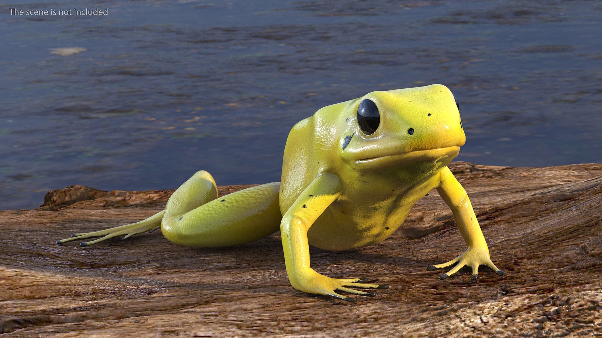 3D Golden Poison Arrow Frog Crawling Pose - TurboSquid 2189638