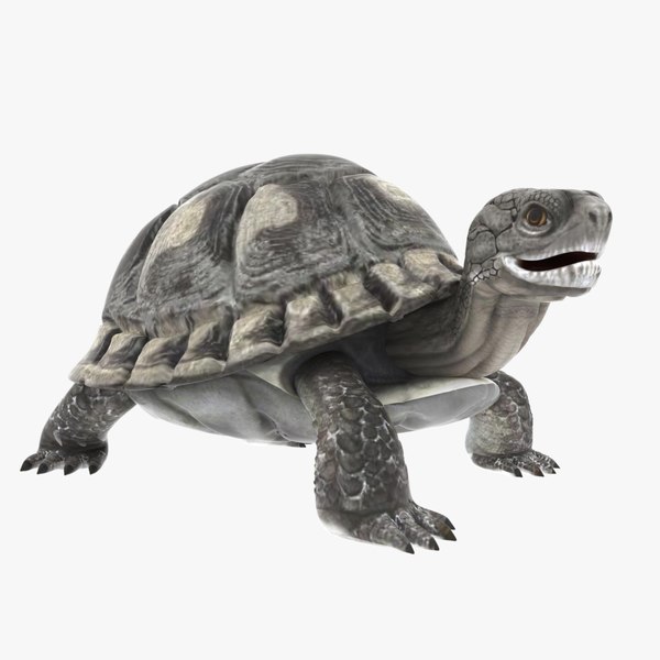 Tortoise rigged animation model - TurboSquid 1382460