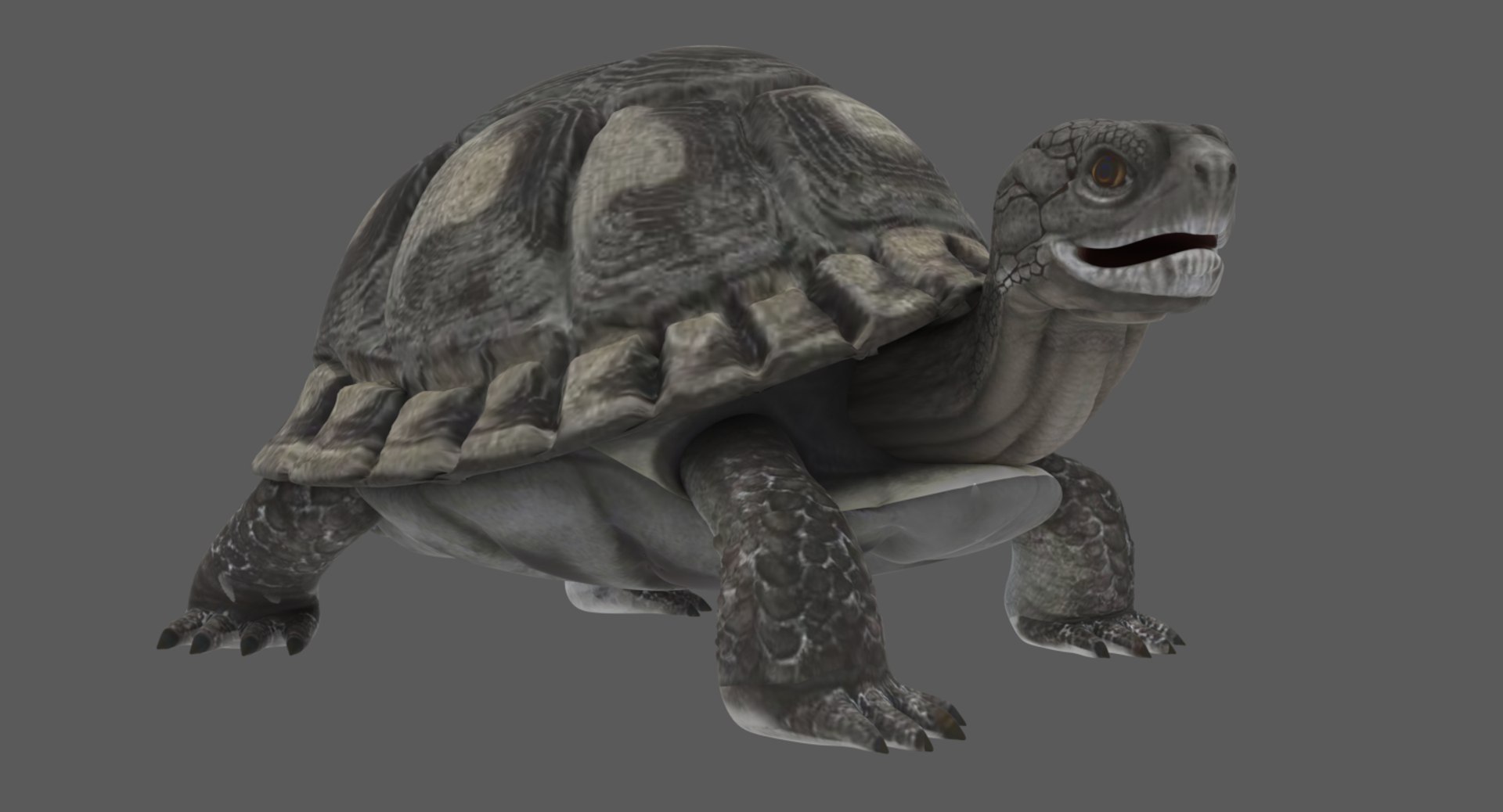 Tortoise Rigged Animation Model - TurboSquid 1382460