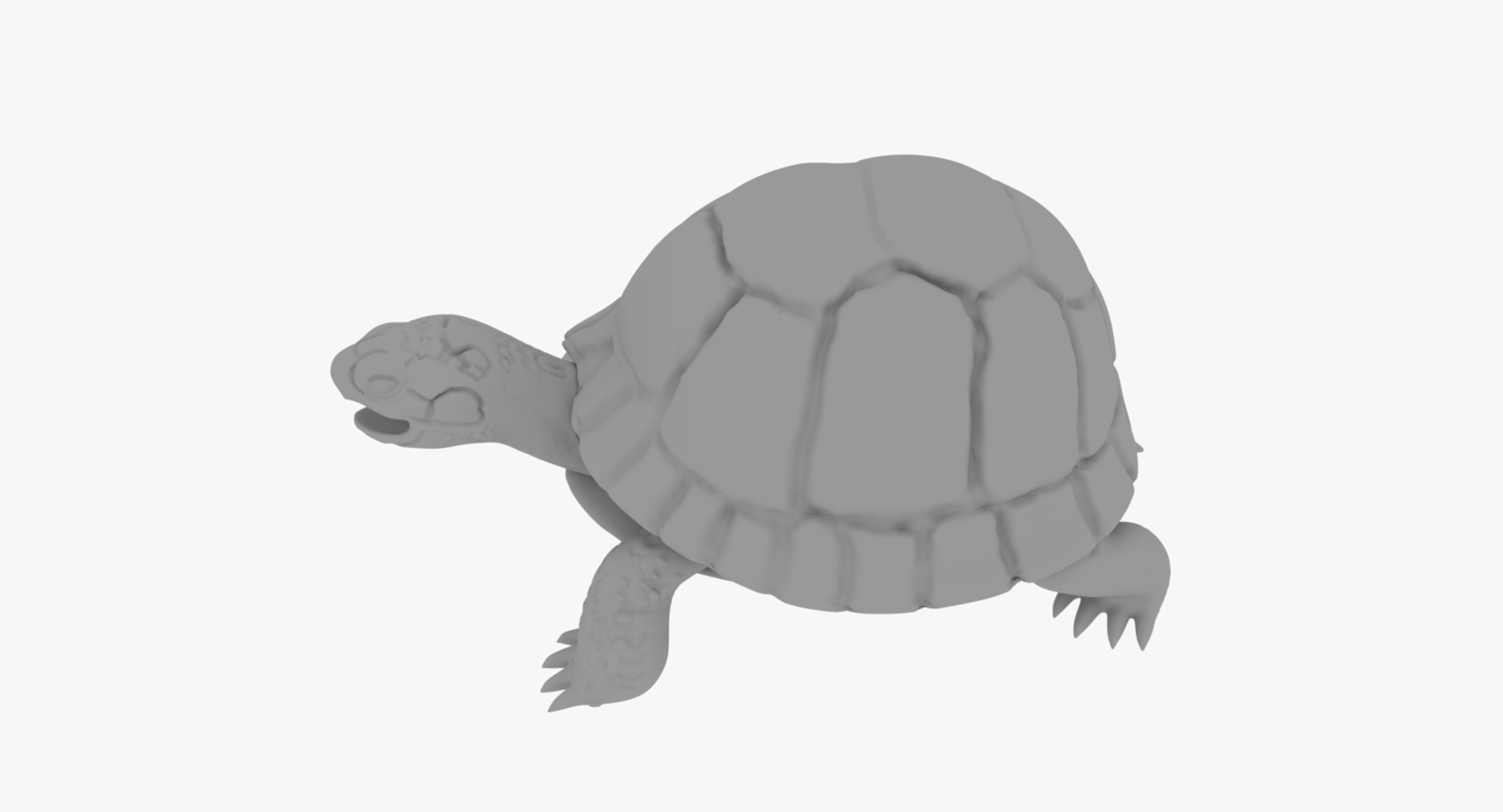 Tortoise Rigged Animation Model - TurboSquid 1382460
