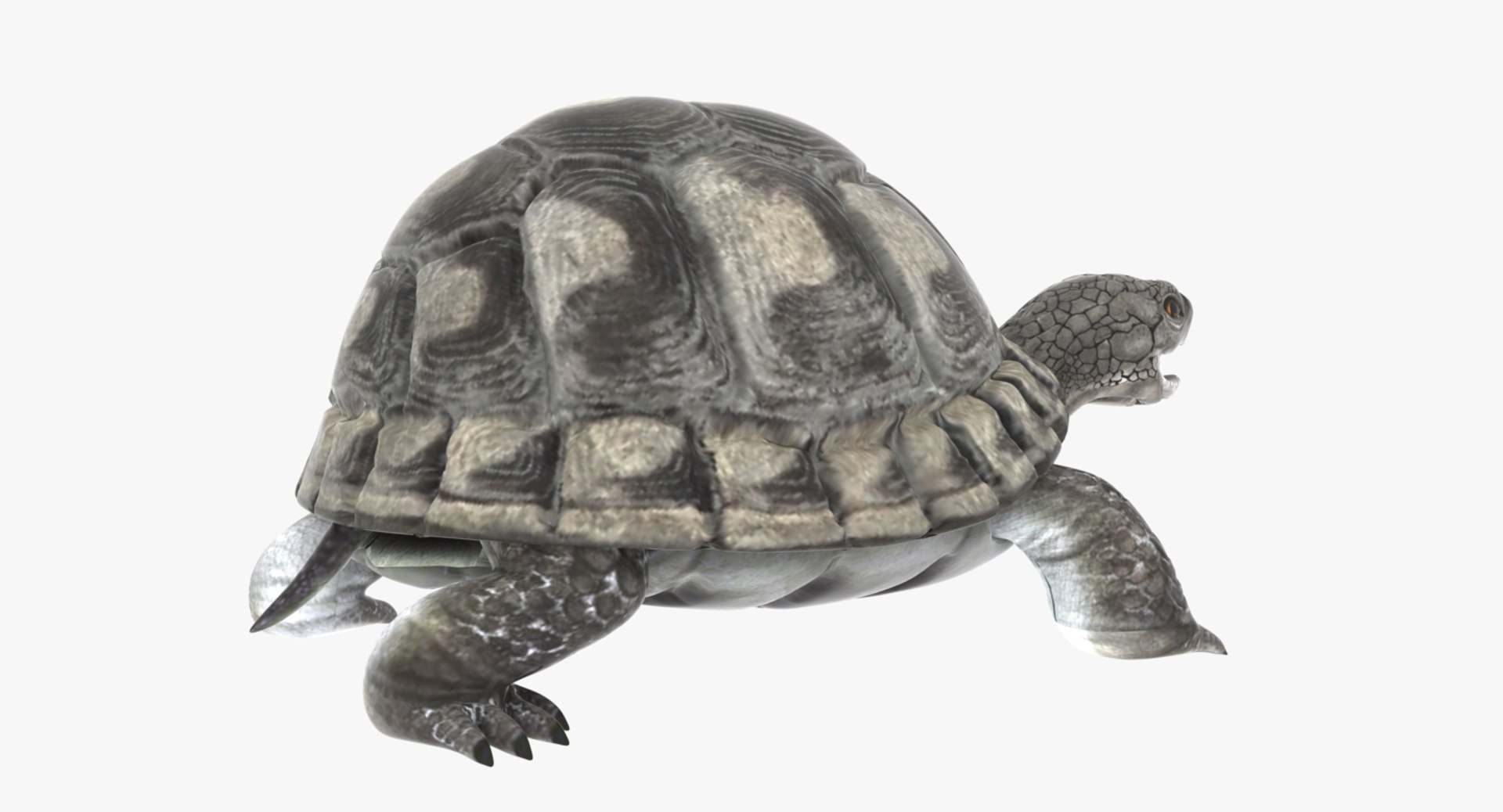 Tortoise Rigged Animation Model - TurboSquid 1382460
