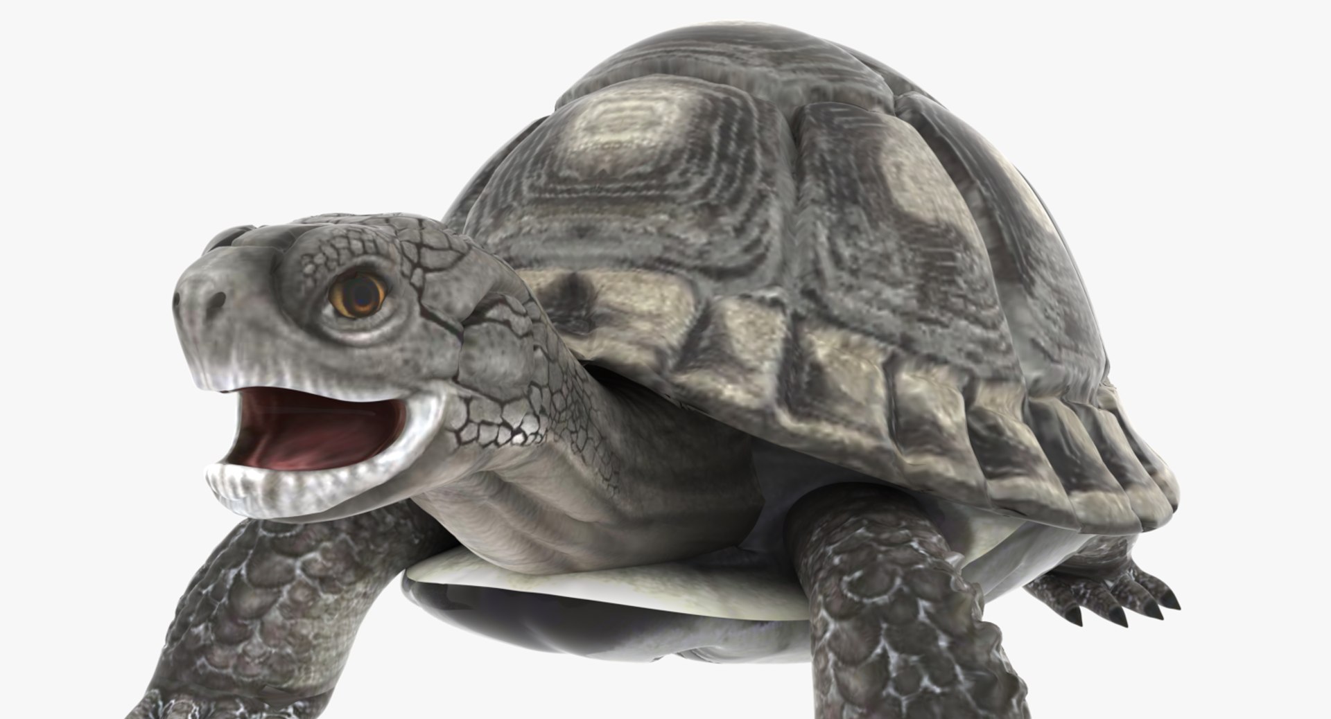 Tortoise Rigged Animation Model - TurboSquid 1382460