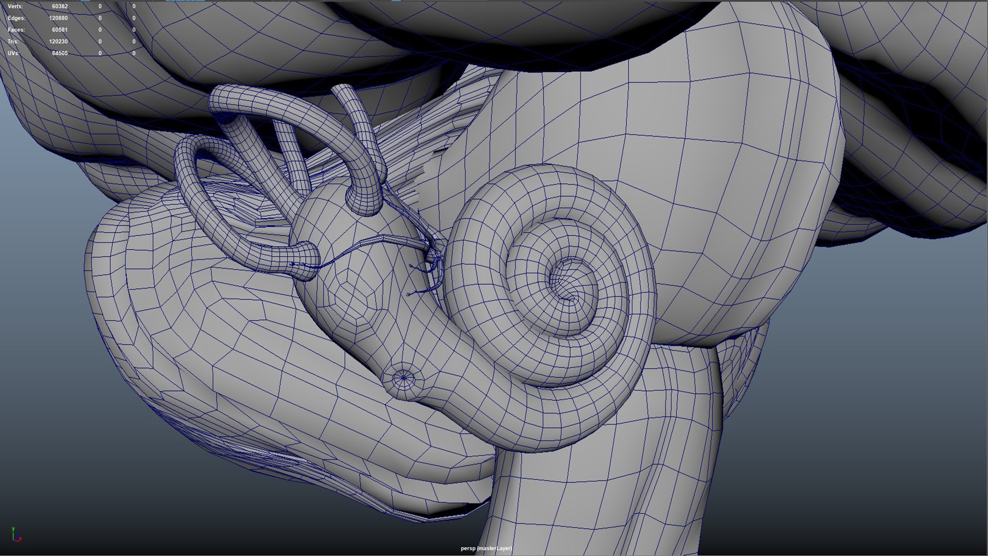 3D Brain With Cochlea - TurboSquid 2190166