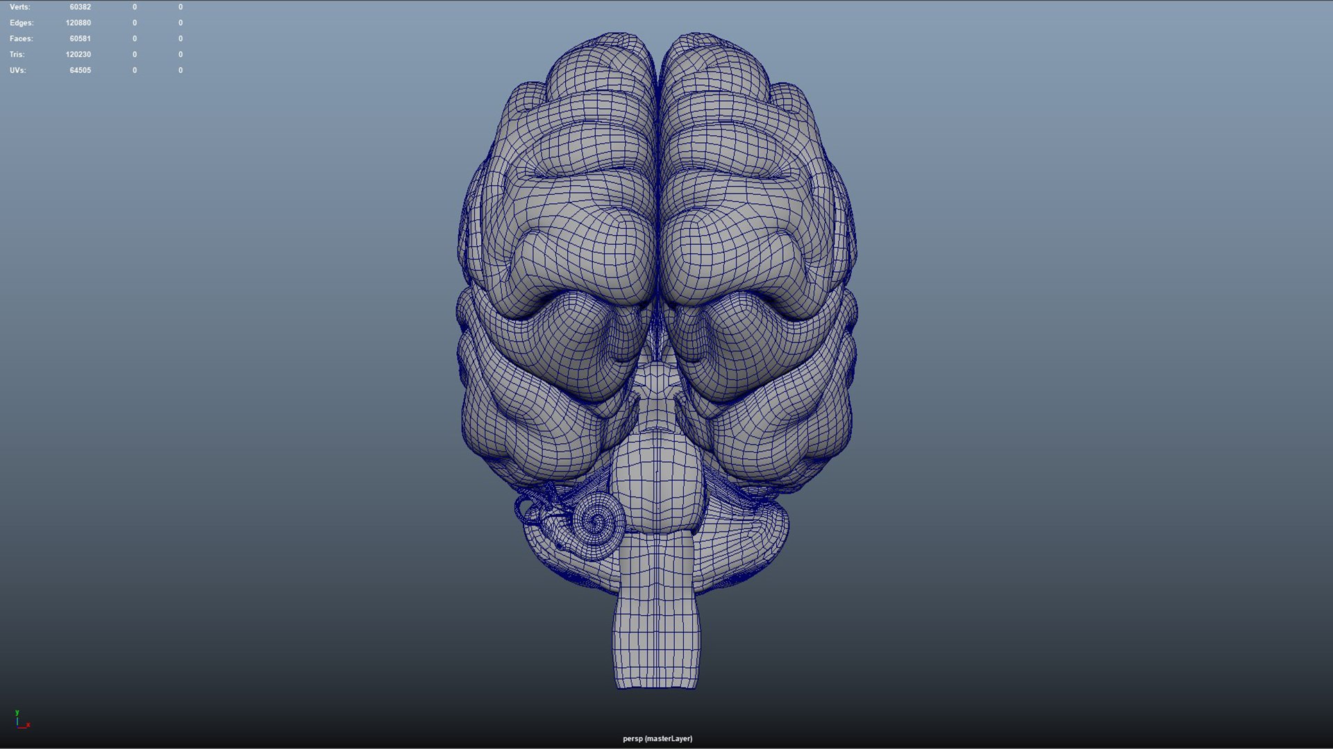3D Brain With Cochlea - TurboSquid 2190166