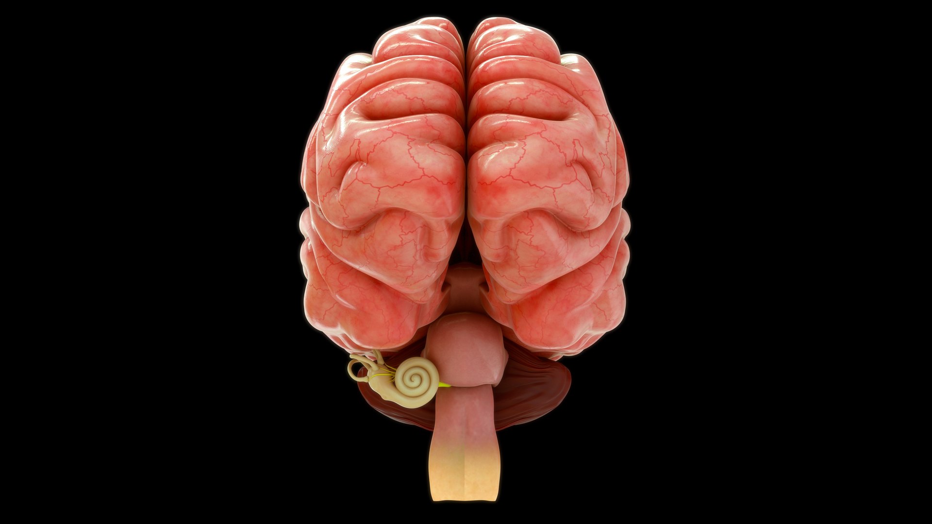 3D Brain With Cochlea - TurboSquid 2190166