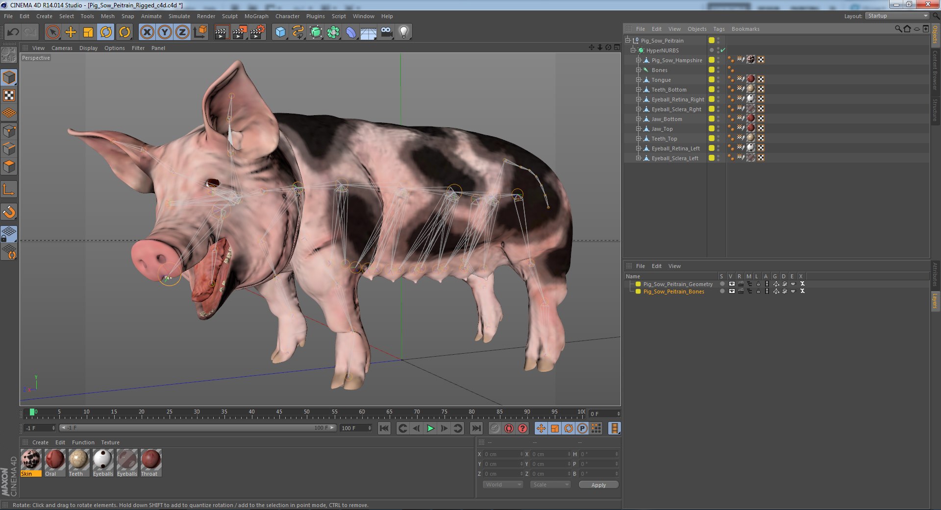 3D Model Pig Sow Peitrain Rigged - TurboSquid 1377695