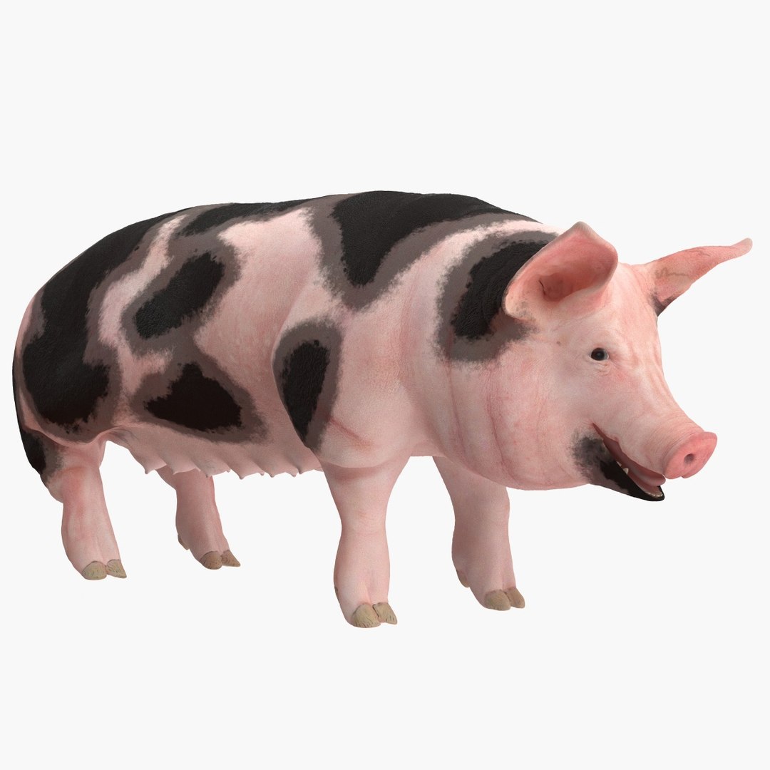 3D Model Pig Sow Peitrain Rigged - TurboSquid 1377695