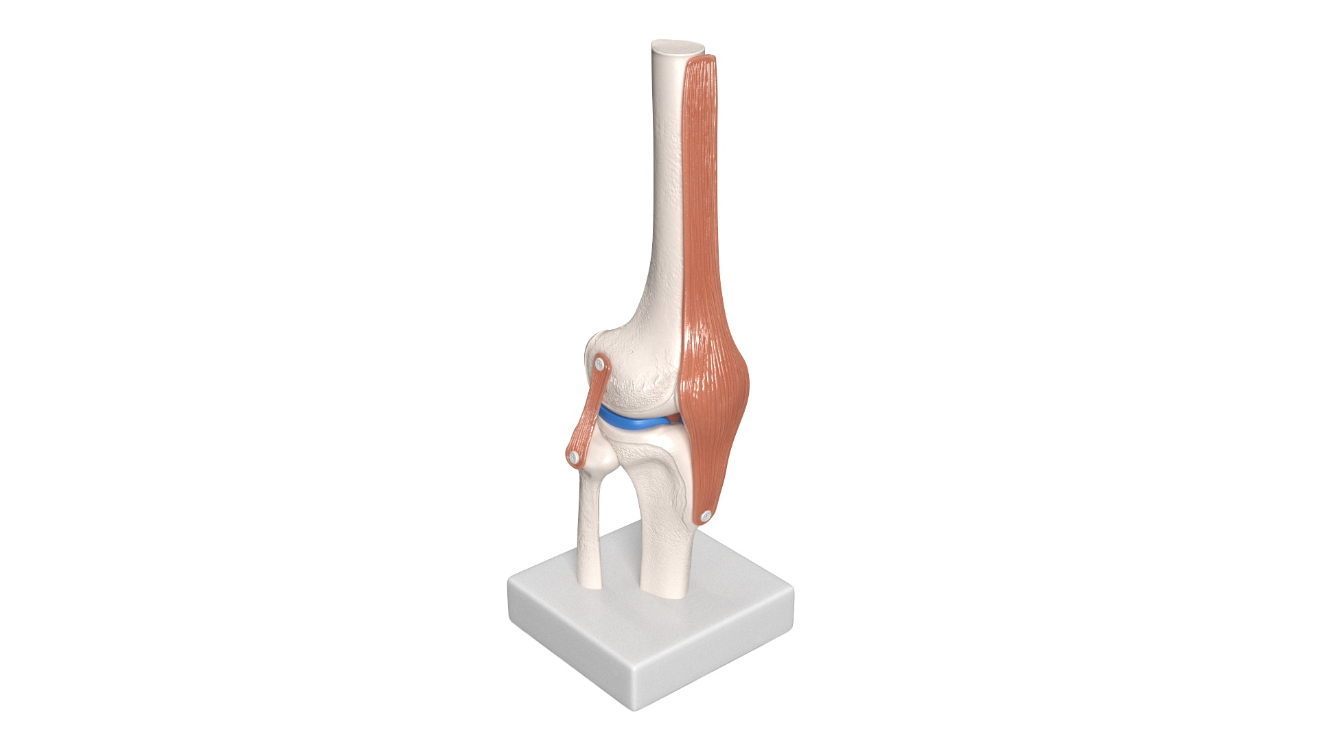 Anatomical Model Of Knee Joint Rigged 3D Model - TurboSquid 2280189