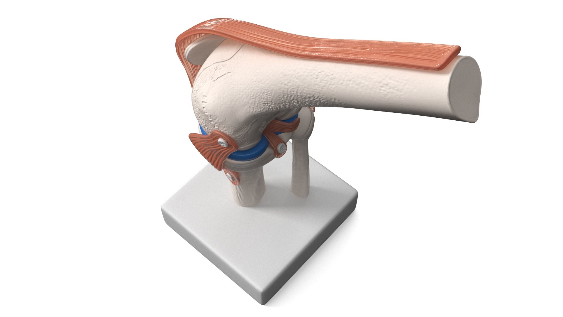 Anatomical Model Of Knee Joint Rigged 3D Model - TurboSquid 2280189