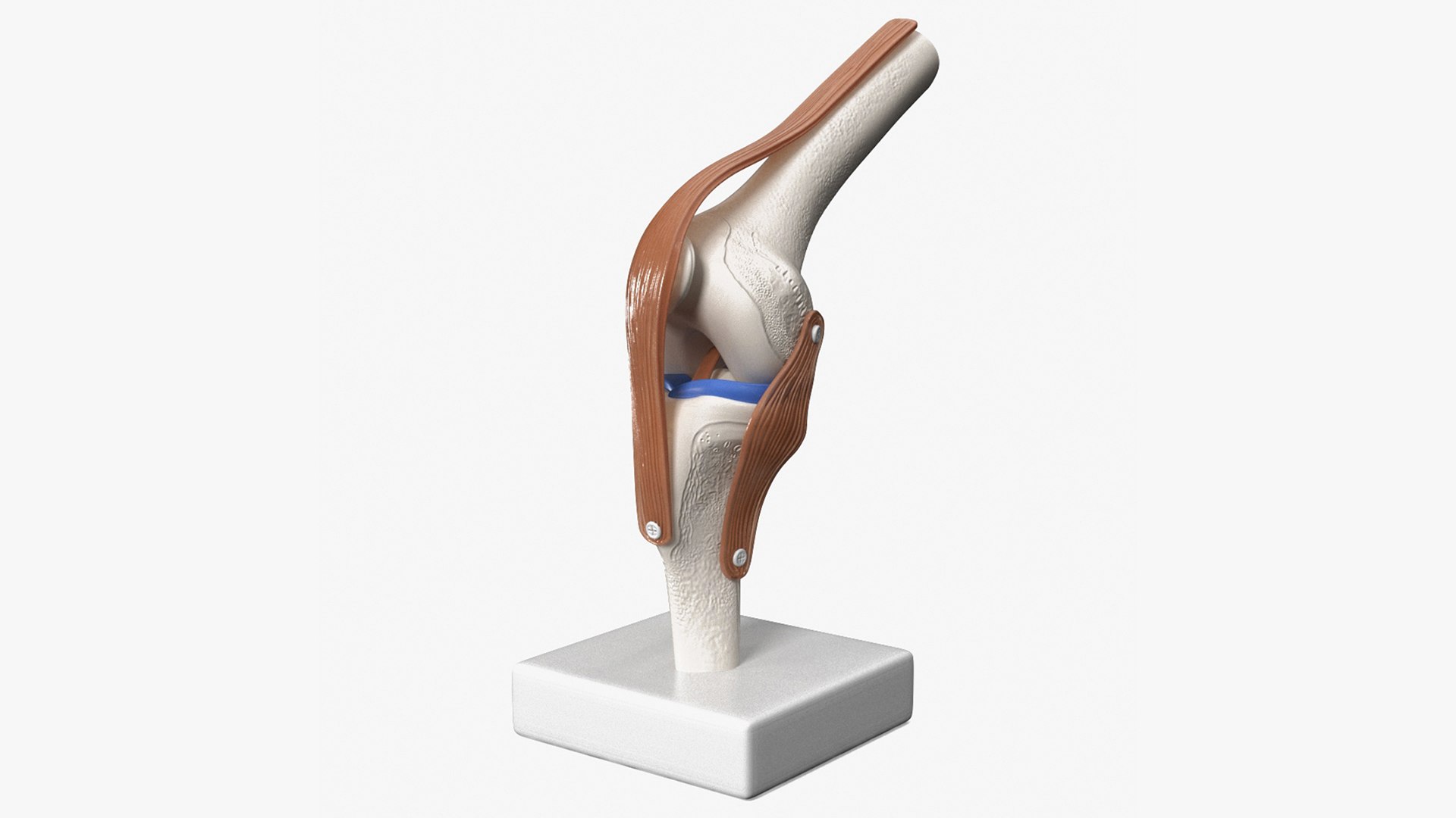 Anatomical Model Of Knee Joint Rigged 3D Model - TurboSquid 2280189
