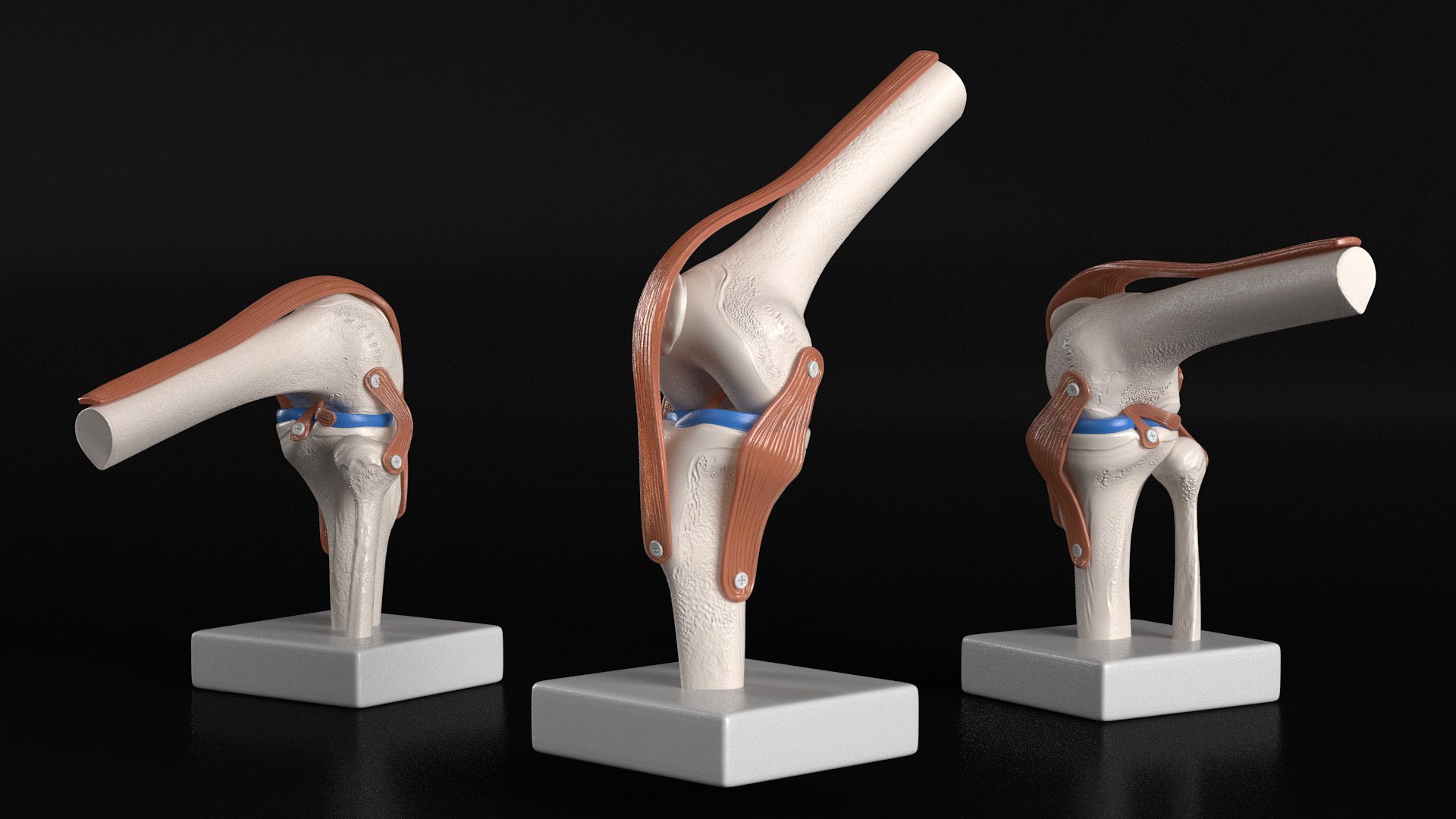 Anatomical Model Of Knee Joint Rigged 3D Model - TurboSquid 2280189
