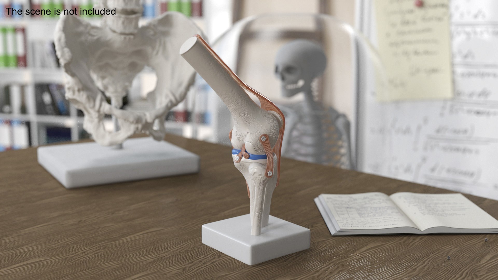 Anatomical Model Of Knee Joint Rigged 3D Model - TurboSquid 2280189