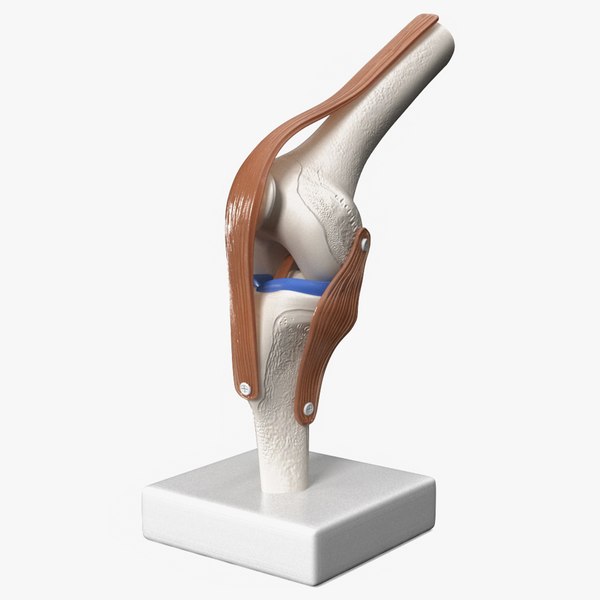 modelo 3d Modelo anatómico de la articulación de la rodilla aparejado ...