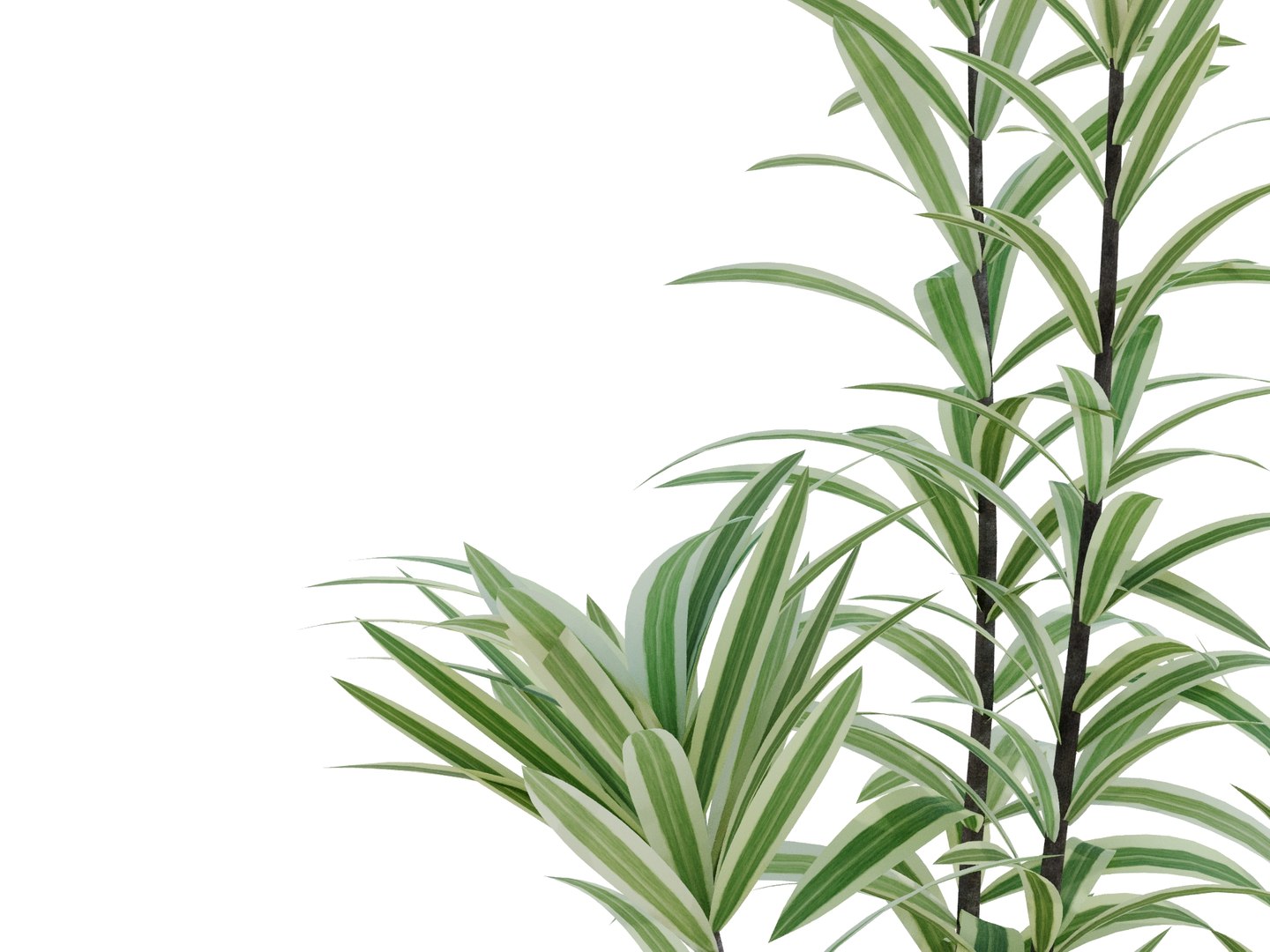3D Dracaena Variegata Model - TurboSquid 1579555