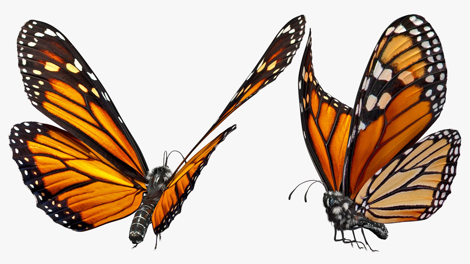 Monarch butterfly collecting flying insect model - TurboSquid 1582371