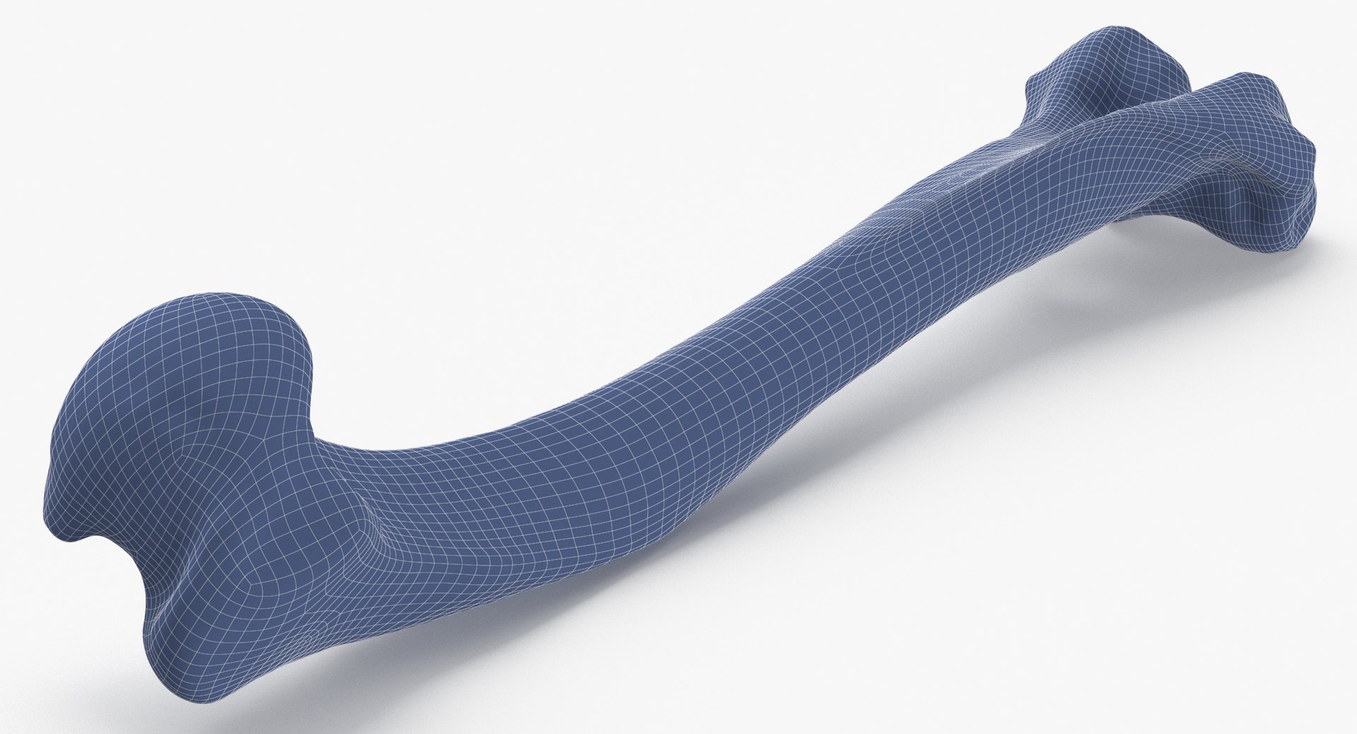 Domestic Cat Humerus Bone 01 model - TurboSquid 1913340