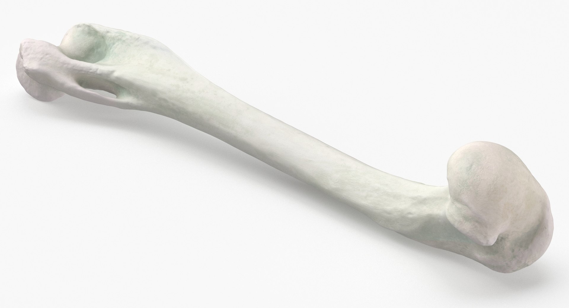 Domestic Cat Humerus Bone 01 Model - TurboSquid 1913340