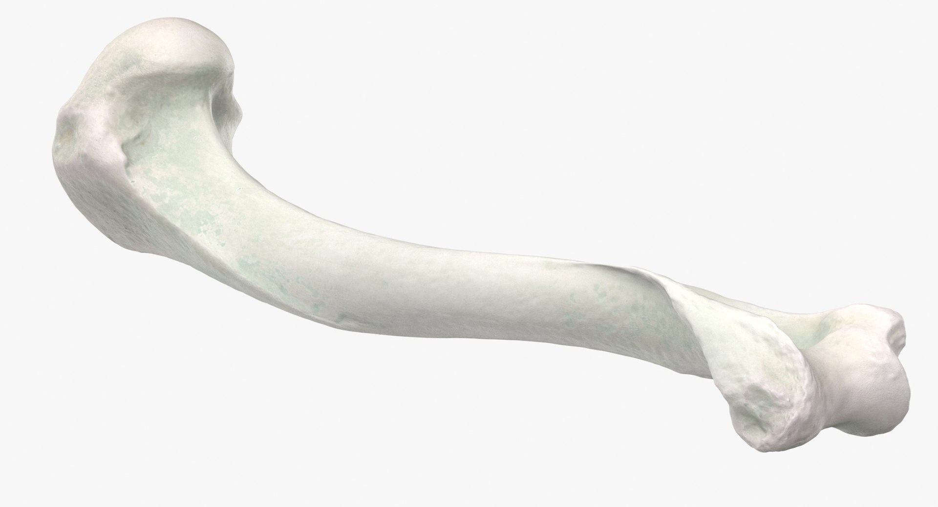 Domestic Cat Humerus Bone 01 Model - TurboSquid 1913340