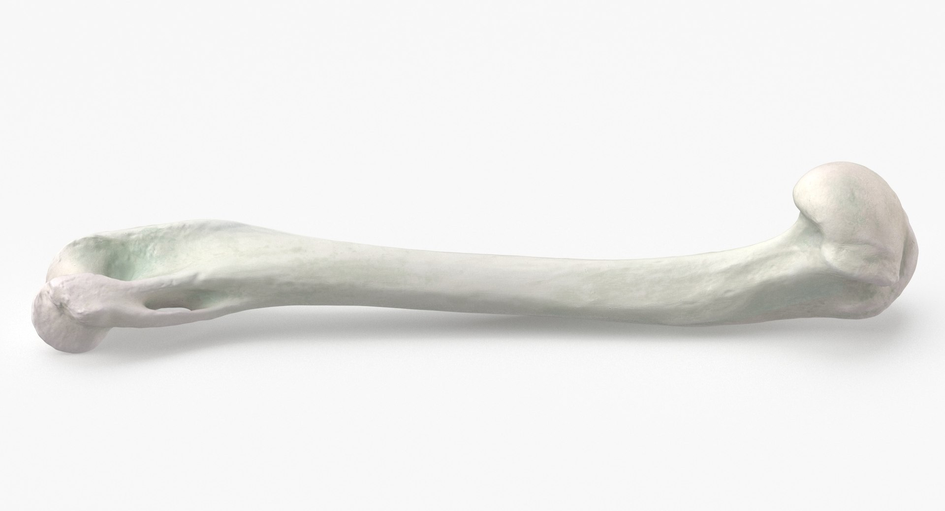 Domestic Cat Humerus Bone 01 Model - TurboSquid 1913340