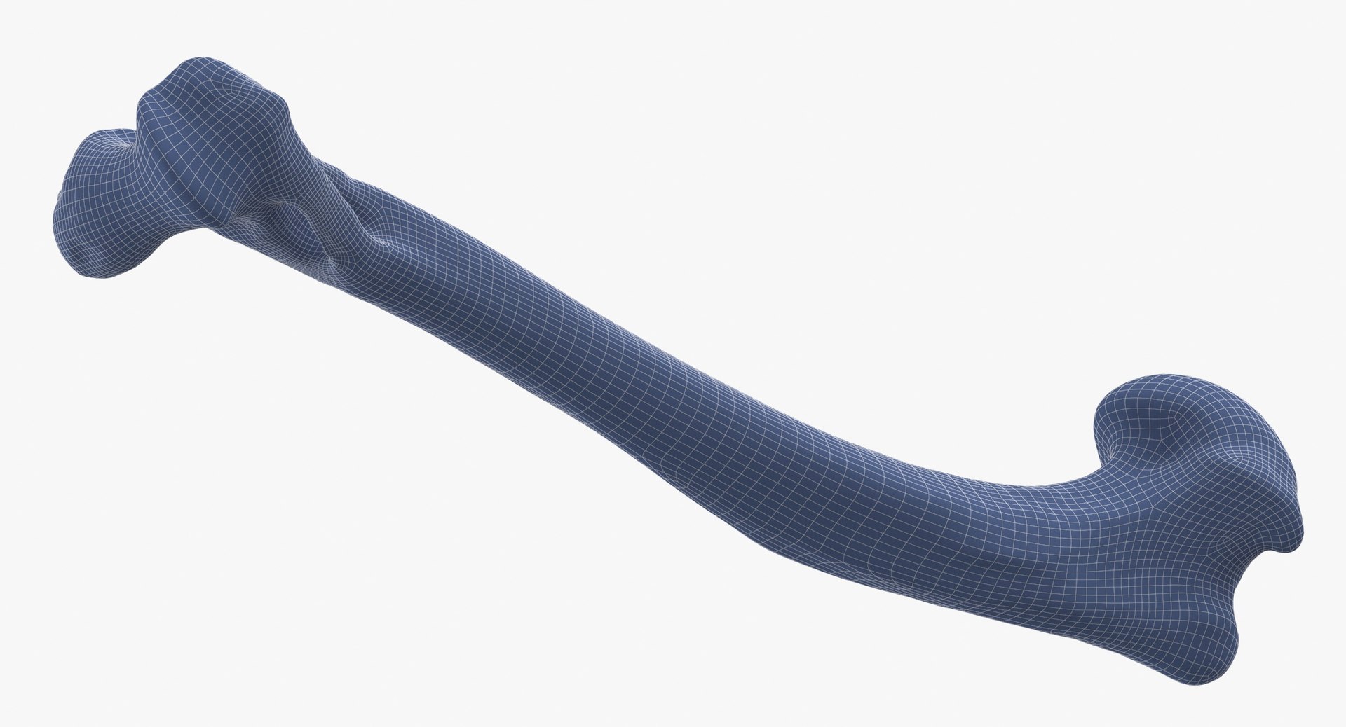 Domestic Cat Humerus Bone 01 model - TurboSquid 1913340