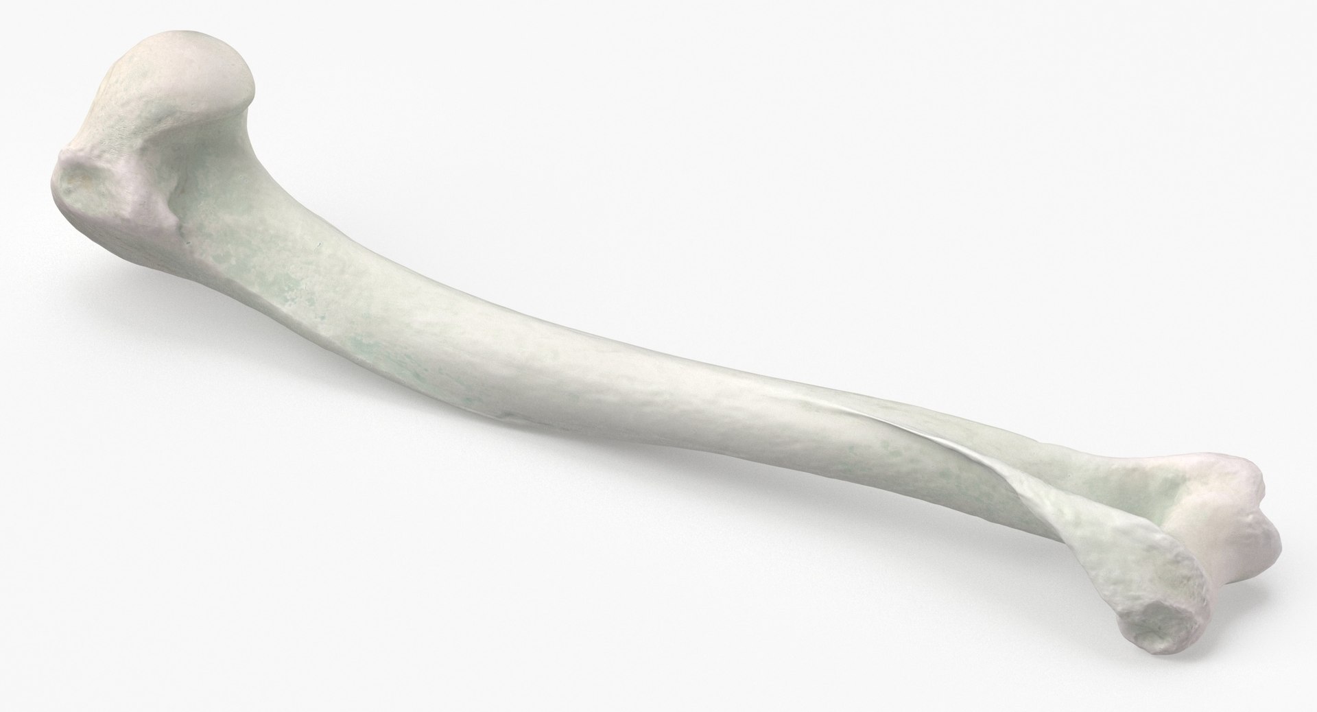 Domestic Cat Humerus Bone 01 Model - TurboSquid 1913340