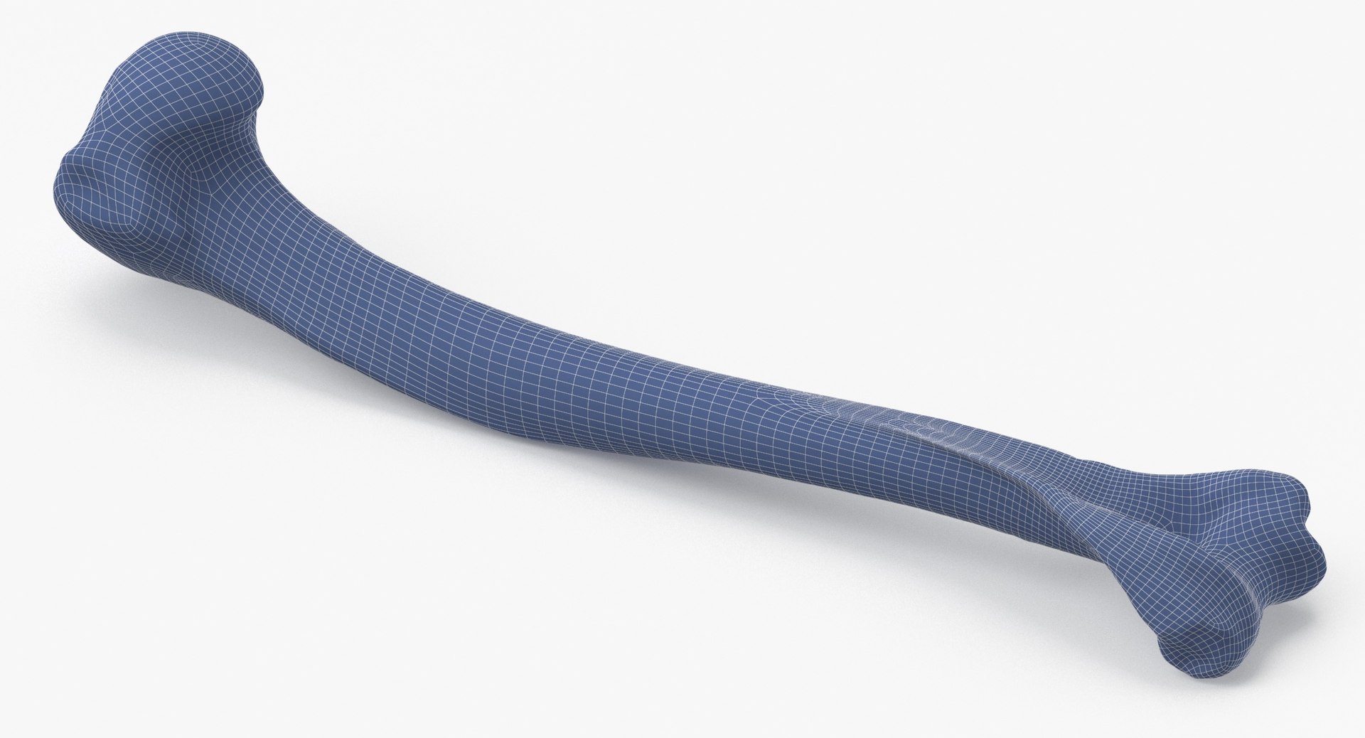 Domestic Cat Humerus Bone 01 model - TurboSquid 1913340