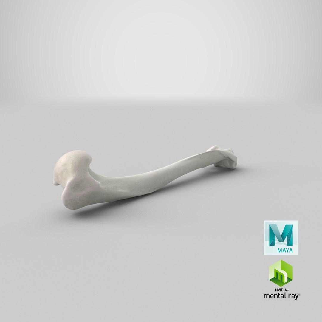 Domestic Cat Humerus Bone 01 model - TurboSquid 1913340