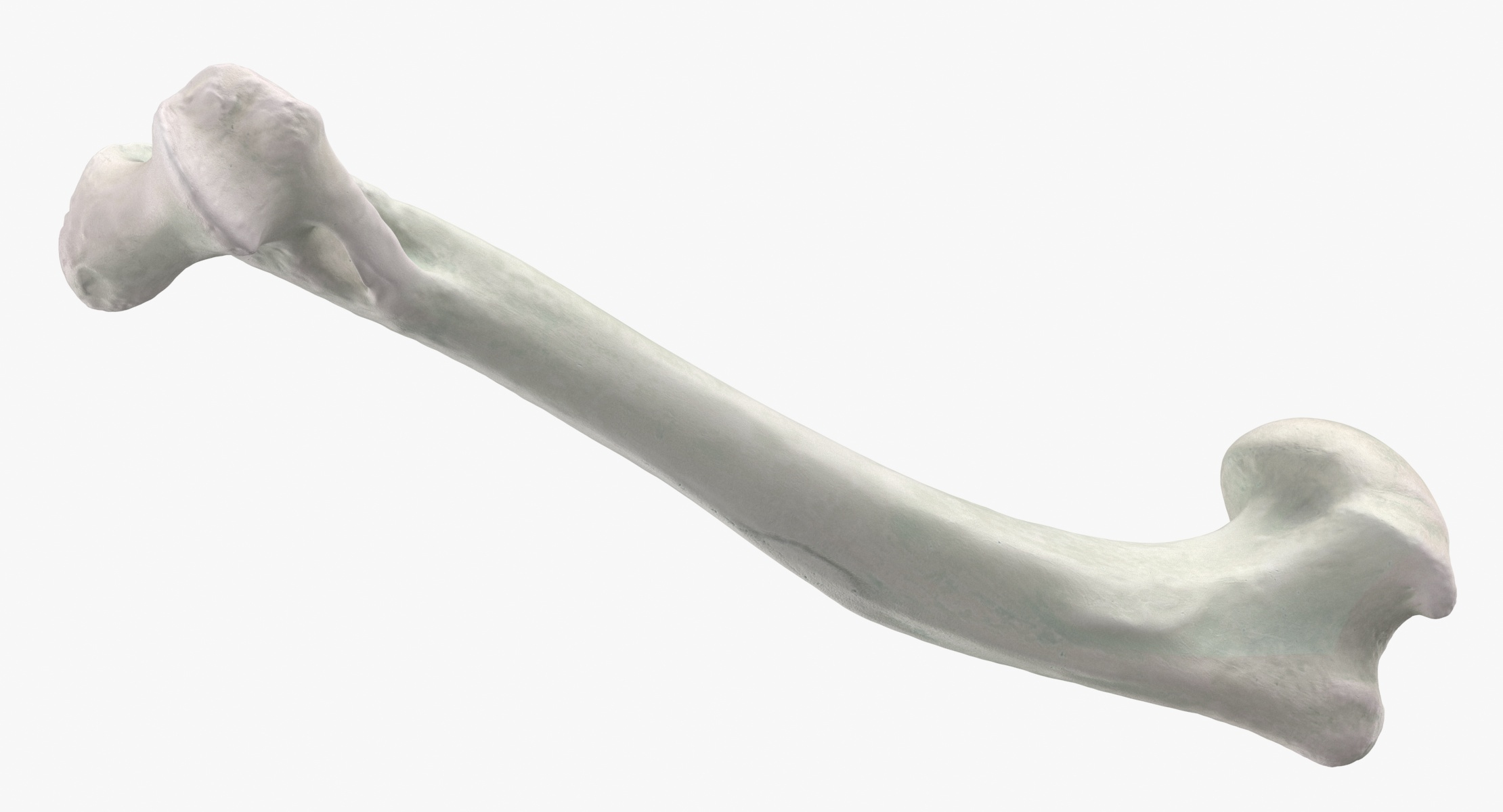 Domestic Cat Humerus Bone 01 model - TurboSquid 1913340