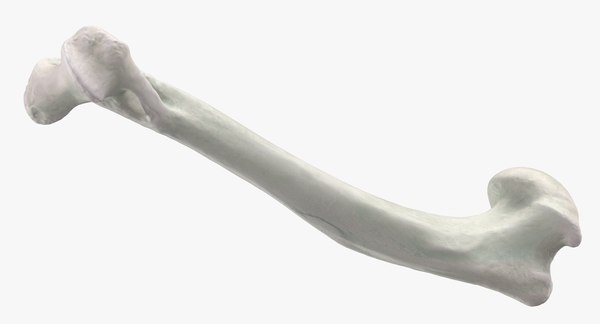 Domestic Cat Humerus Bone 01 model - TurboSquid 1913340
