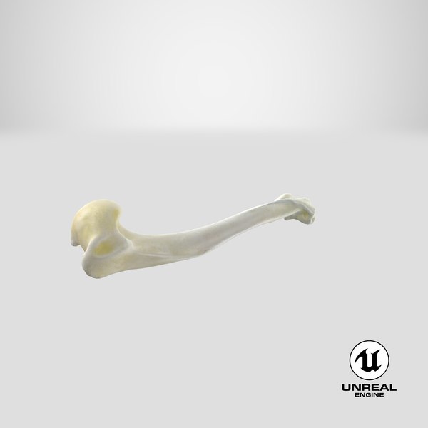 Domestic Cat Humerus Bone 01 model - TurboSquid 1913340